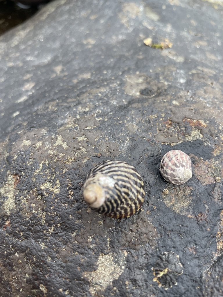 Zebra Top Snail from Tasman Sea, Gerringong, NSW, AU on November 2 ...