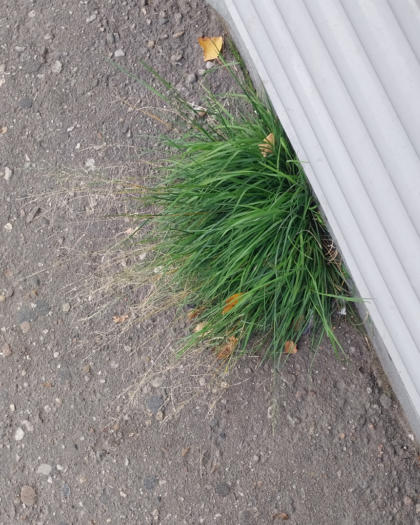 european alkali grass from Чехов, Московская обл., Россия on October 26 ...