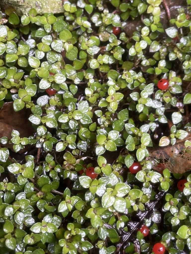 fruiting duckweed from Akatarawa Forest, Upper Hutt, Wellington, NZ on ...