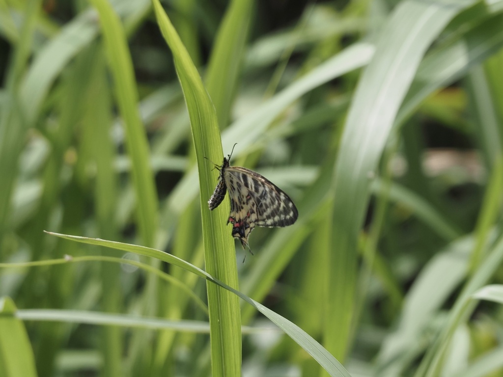 Dragon Swallowtail from 本州, 熊谷市, 埼玉県, JP on September 10, 2023 at 09:48 ...