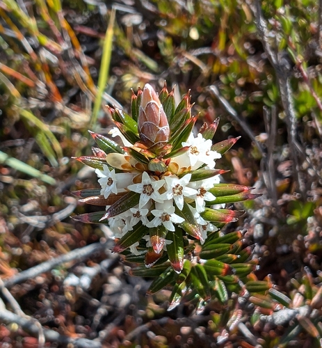 Genus Planocarpa · iNaturalist