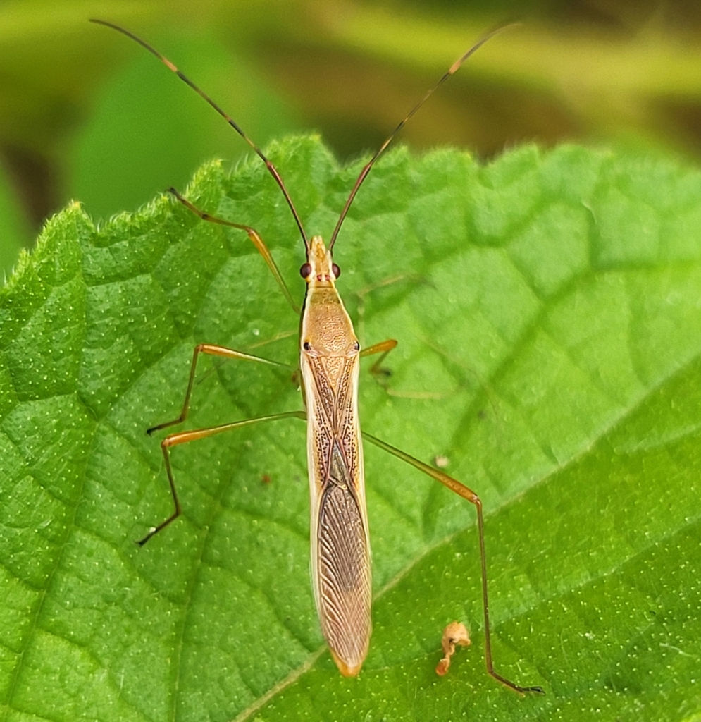 rice bugs in October 2024 by Luke Smith · iNaturalist
