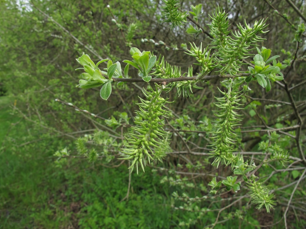 large-leaved willow (Salix apennina) - Botanical Realm