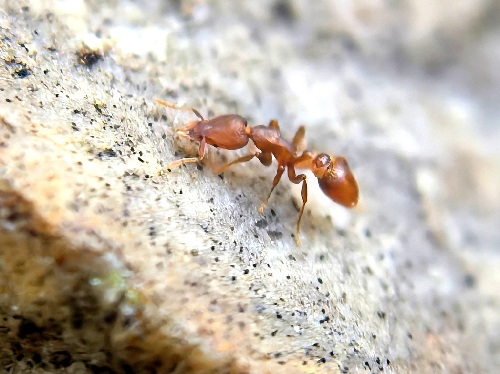 Mustache and Pygmy Snapping Ants from Nanjing, CN-JS, CN on November 2 ...