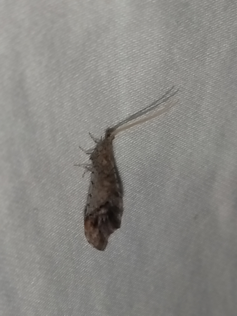 Nearctic Beaded Lacewings from Montgomery County, US-AL, US on November ...