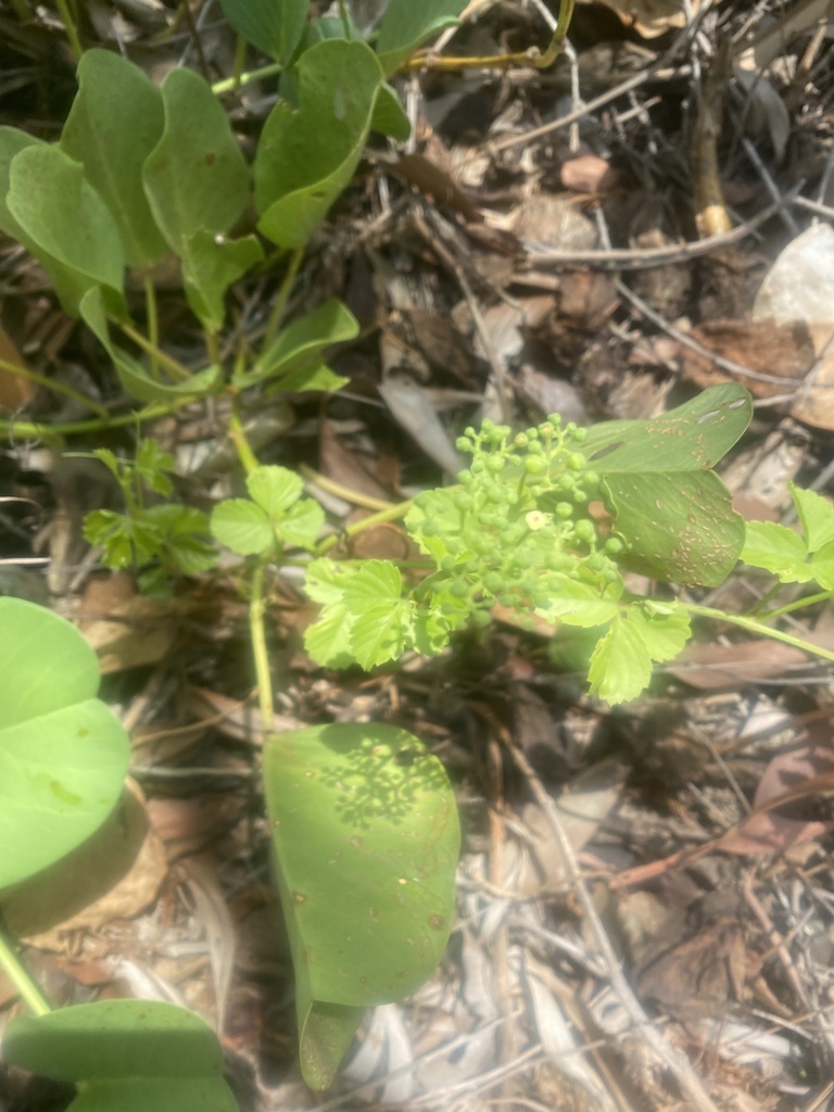 Three-Leaved Wild Vine from Garig Gunak Barlu National Park, Cobourg ...