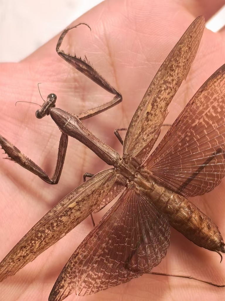 Asian Jumping Mantis from 中国北京市西城区 on November 1, 2024 at 08:09 PM by ...