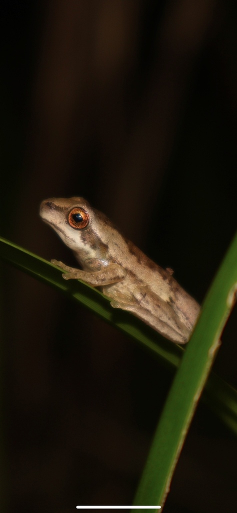 screaming tree frog from Awabakal Nature Reserve, Dudley, NSW, AU on ...