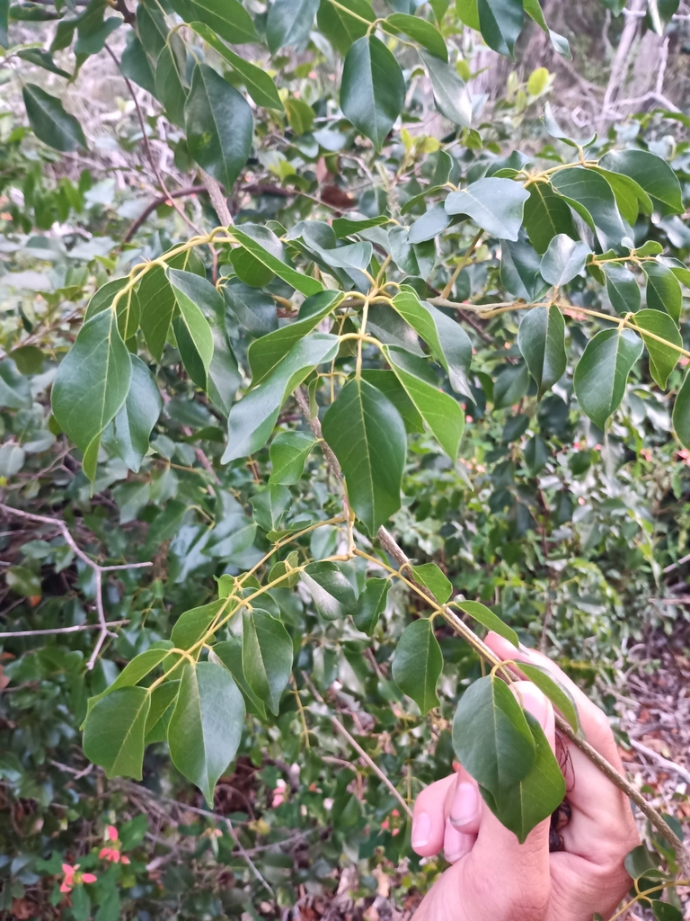 Blood Vine from The Caves QLD 4702, Australia on November 2, 2024 at 06 ...