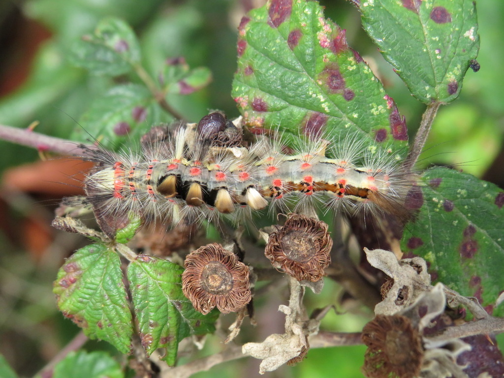Rusty Tussock Moth from Pontevedra, España on October 5, 2019 at 12:56 ...