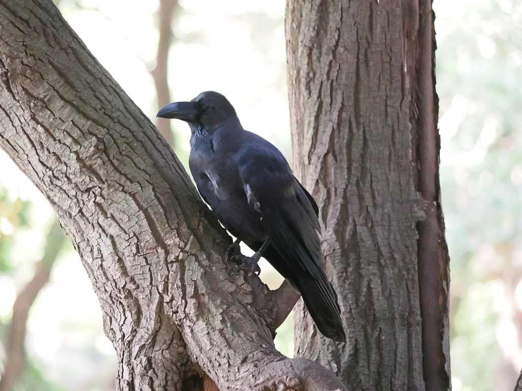 Large-billed Crow from Yoyogikamizonocho, Shibuya City, Tokyo 151-0052 ...