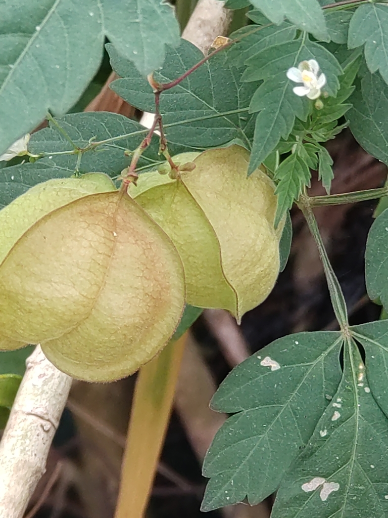 Lesser Balloon Vine from 735台灣台南市下營區152-5號 on October 19, 2024 at 08:50 ...