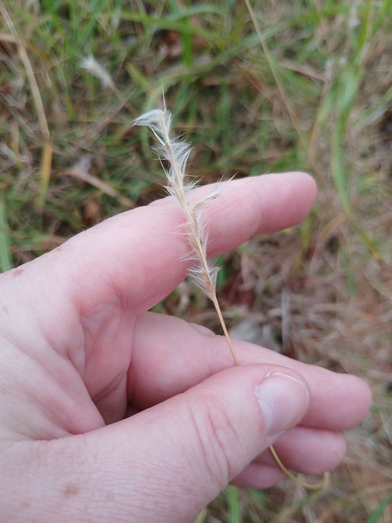 silver bluestem from Norman, OK 73071, USA on November 02, 2024 at 09: ...