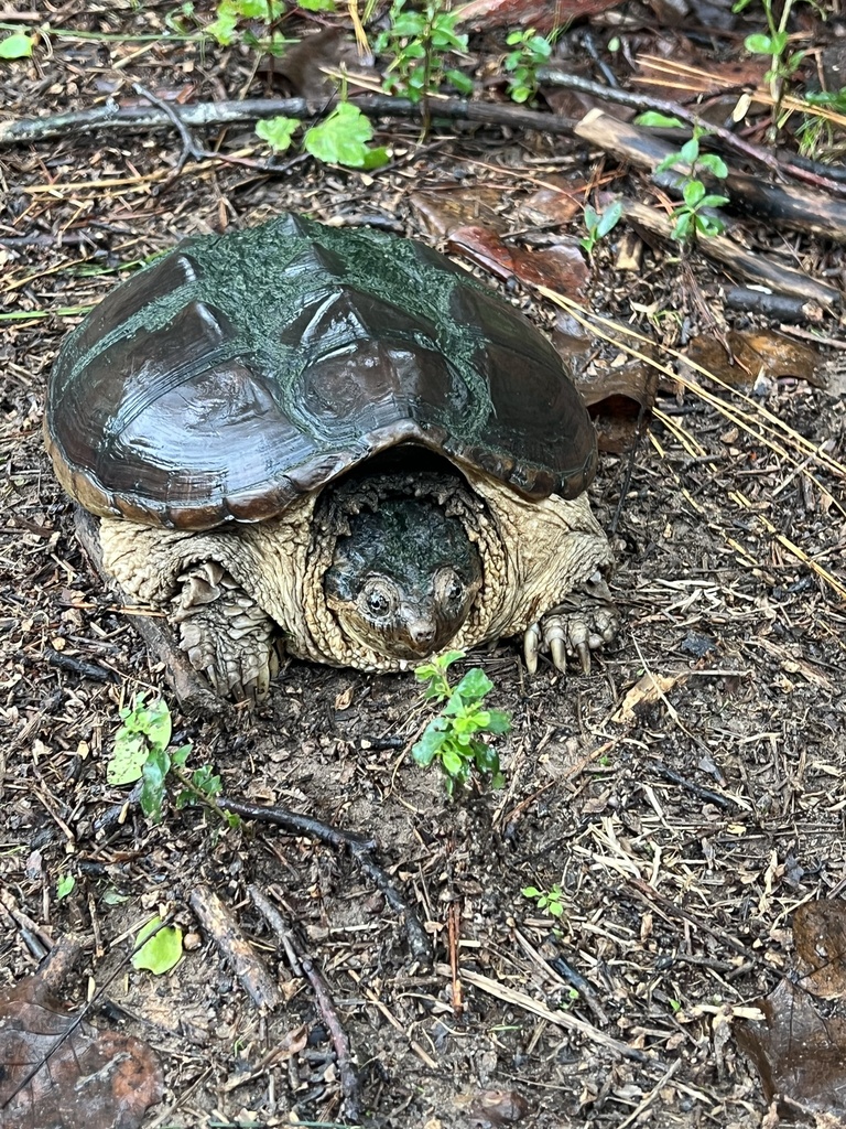 Common Snapping Turtle from Colony Woods Dr, Apex, NC, US on September ...