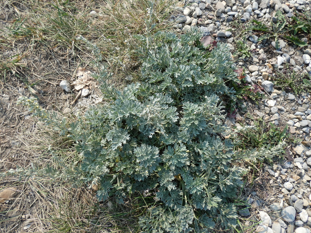 absinthe wormwood from Vulcan County, AB, Canada on September 09, 2024 ...
