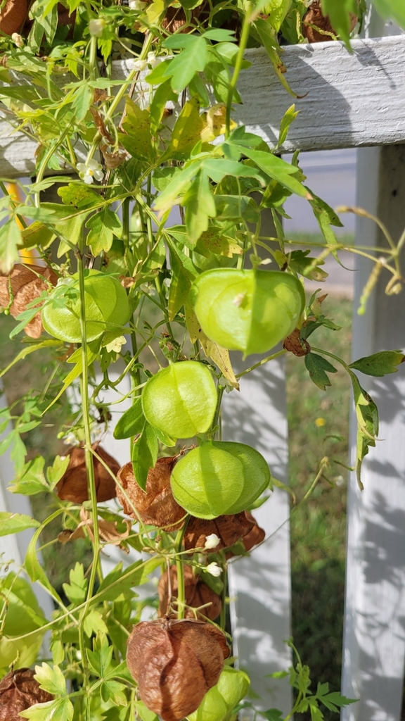 Lesser Balloon Vine from Marietta, GA 30060, USA on November 2, 2024 at ...