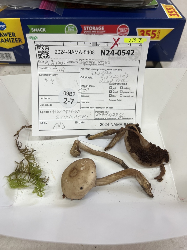 chestnut brittlestem from Cispus Job Corps Consrv Center, Randle, WA ...