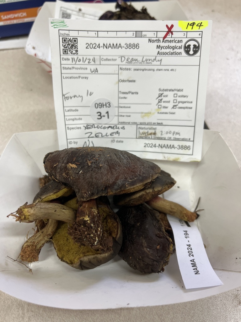 Zeller's bolete from Cispus Job Corps Consrv Center, Randle, WA, US on ...