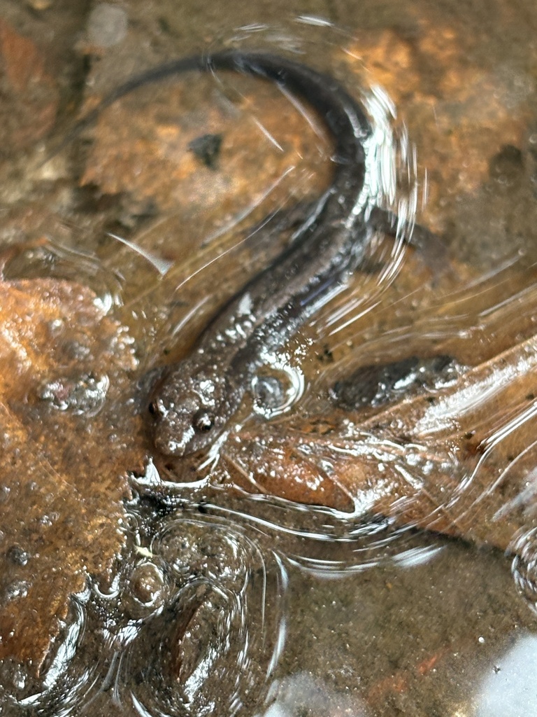 Blue Ridge Dusky Salamander in November 2024 by Aidan Shaw · iNaturalist