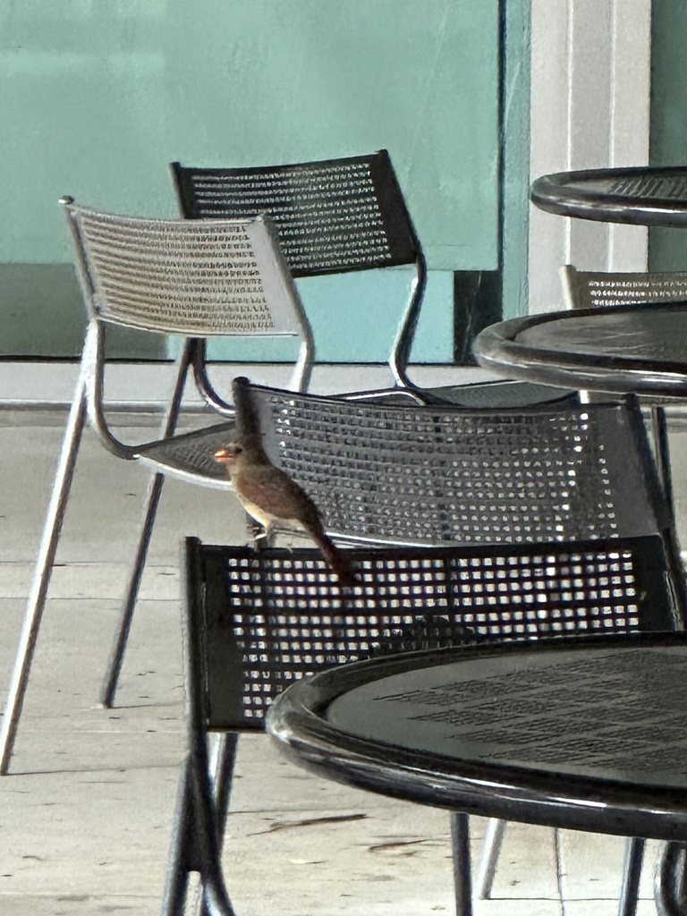 Northern Cardinal from University of Miami, Coral Gables, FL, US on ...