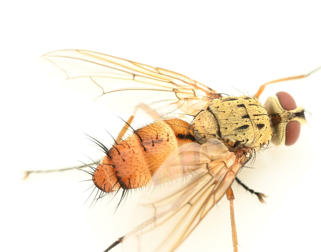 Dexia ventralis from 中国北京市海淀区颐和园路5号 邮政编码: 100871 on June 16, 2024 at 08 ...