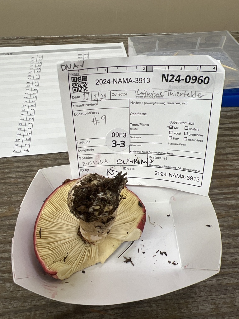 Russula olympiana from Cispus Job Corps Consrv Center, Randle, WA, US ...