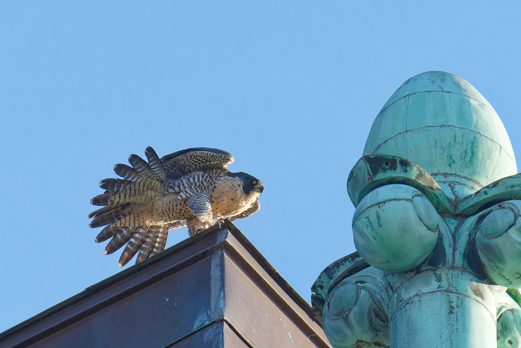 Halcón Peregrino desde Federal Triangle, Washington, DC, USA el 30 de ...