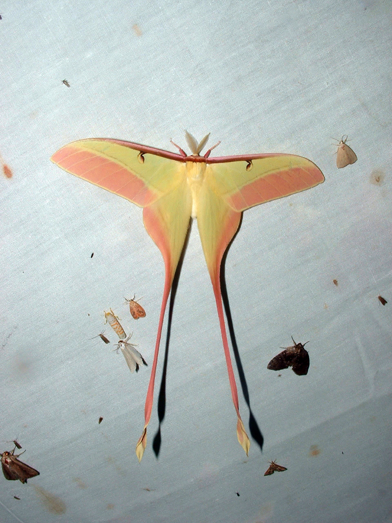 Chinese Moon Moth from 中国浙江省温州市泰顺县 on August 3, 2005 at 02:10 AM by 昆虫学 ...