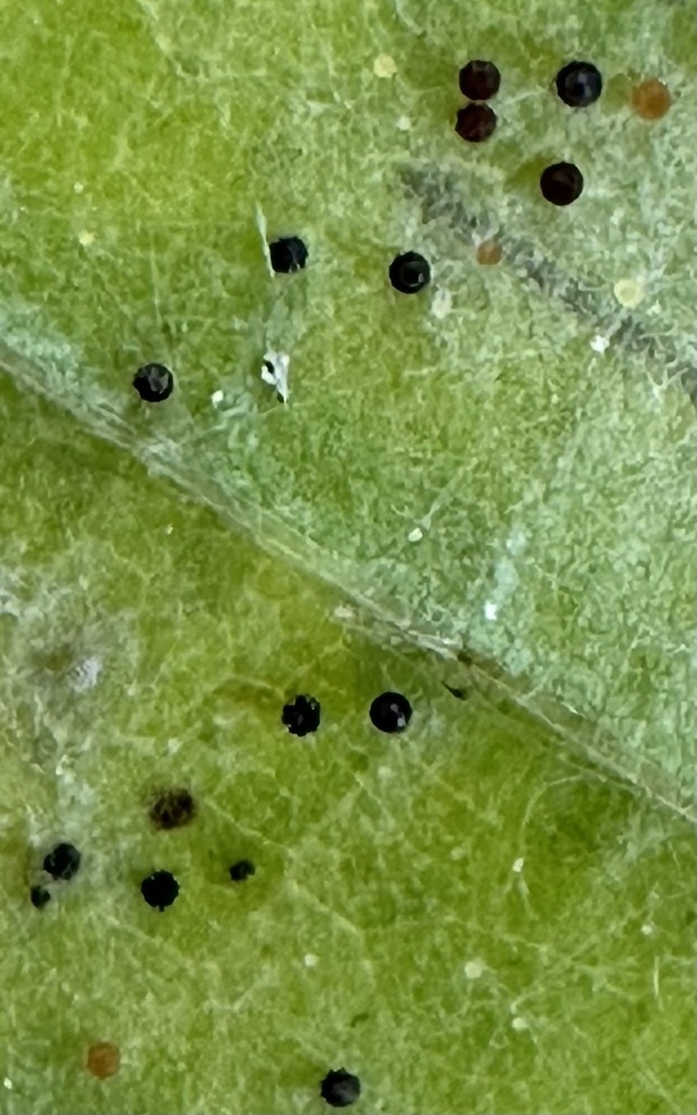 Erysiphe erineophila from Spruce Rd, Harwich, MA, US on November 1 ...