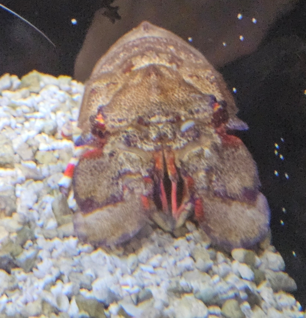 Small European Locust Lobster from Texas State Aquarium on November 2 ...