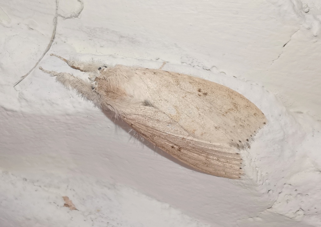 Calliteara angulata from Doi Pui Camping Area, อุทยานแห่งชาติดอยสุเทพ ...