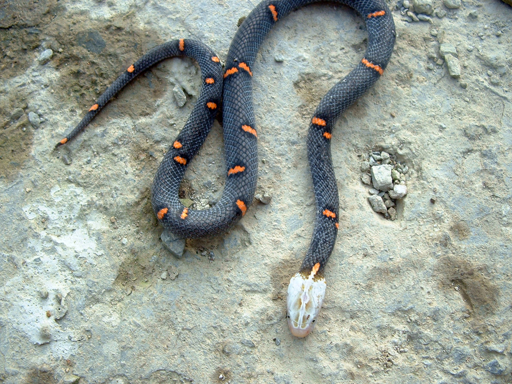 White-headed Burmese Viper from 中国贵州省黔东南苗族侗族自治州雷山县 on September 16 ...