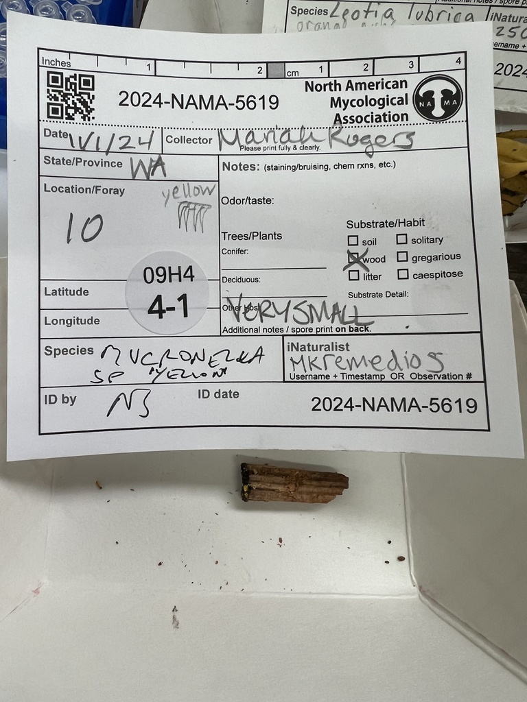 Mucronella from Cispus Job Corps Consrv Center, Randle, WA, US on ...