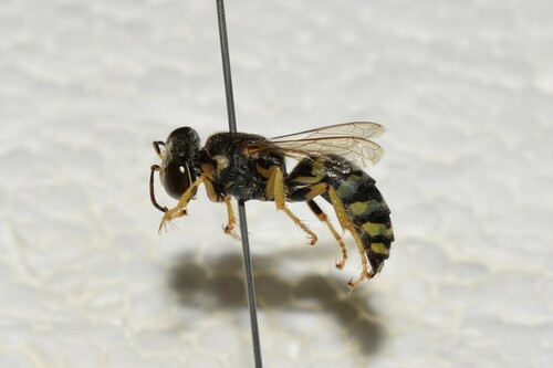 Bembix cinctella · iNaturalist United Kingdom
