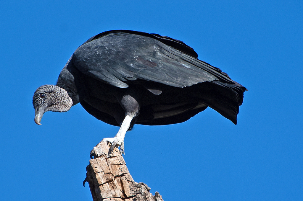 Black Vulture from Kendall County, TX, USA on October 27, 2024 at 08:47 ...