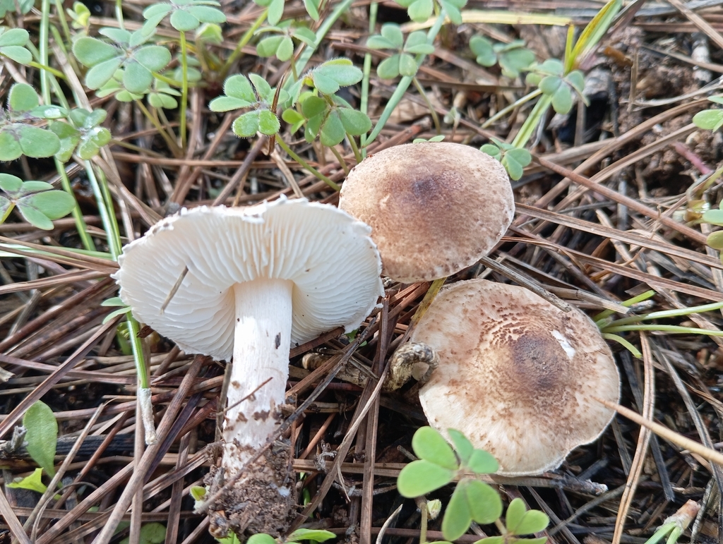 deadly dapperling from Grao de Castellón, Castellón, España on November ...