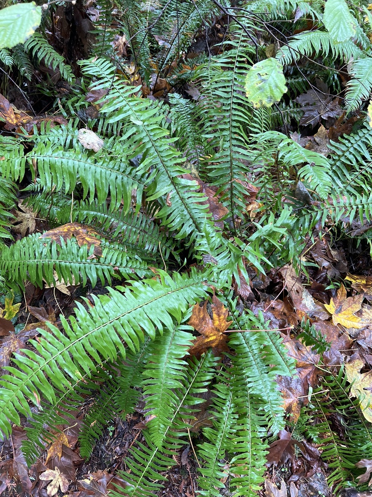 western sword fern from Green River College, Auburn, WA, US on November ...