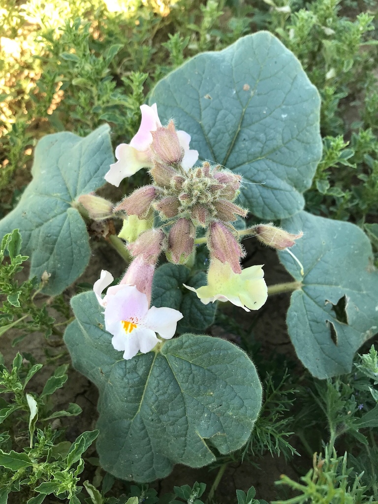 Unicorn Plant Family (Martyniaceae) - Botanical Realm