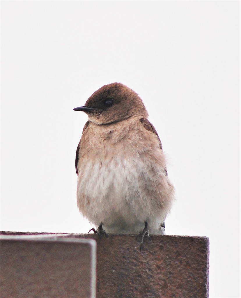 Northern Rough-winged Swallow (Birds of Rosewood Nature Study Area ...