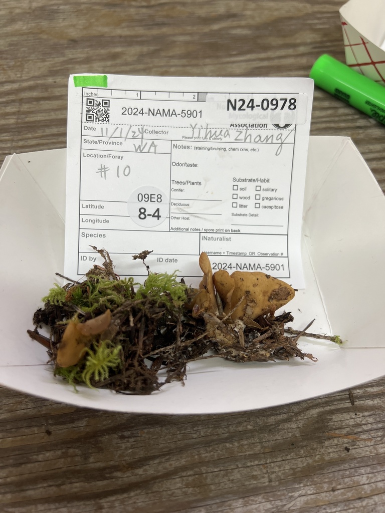 Otidea from Cispus Job Corps Consrv Center, Randle, WA, US on November ...