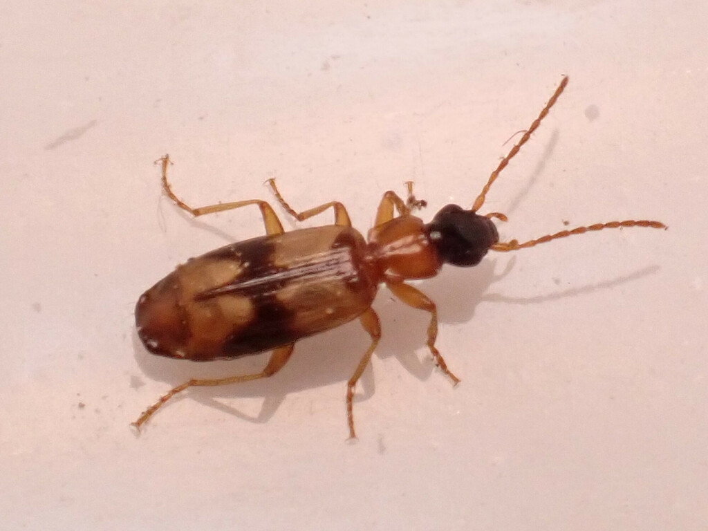 Philorhizus sigma from Солнечногорский р-н, Московская обл., Россия on ...