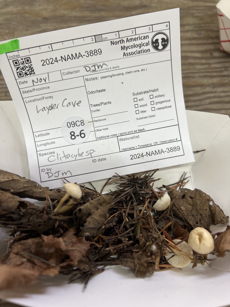 Tricholomatineae from Cispus Job Corps Consrv Center, Randle, WA, US on ...
