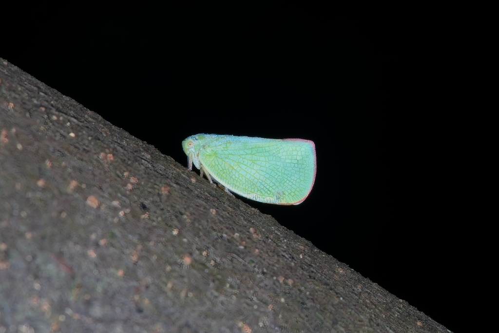 Geisha distinctissima from Fushimi-ku, Kyōto, Präfektur Kyōto, Japan on ...