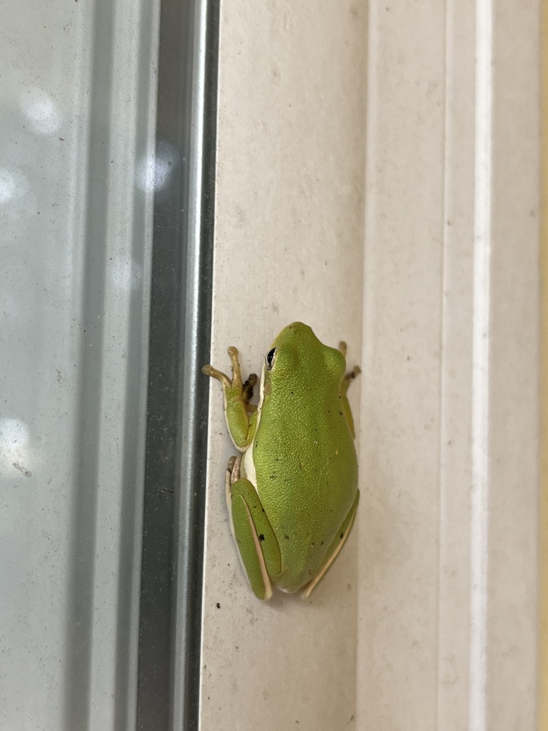 Green Treefrog from Attwater Rd, Cat Spring, TX, US on November 1, 2024 at 12:07 PM by ...