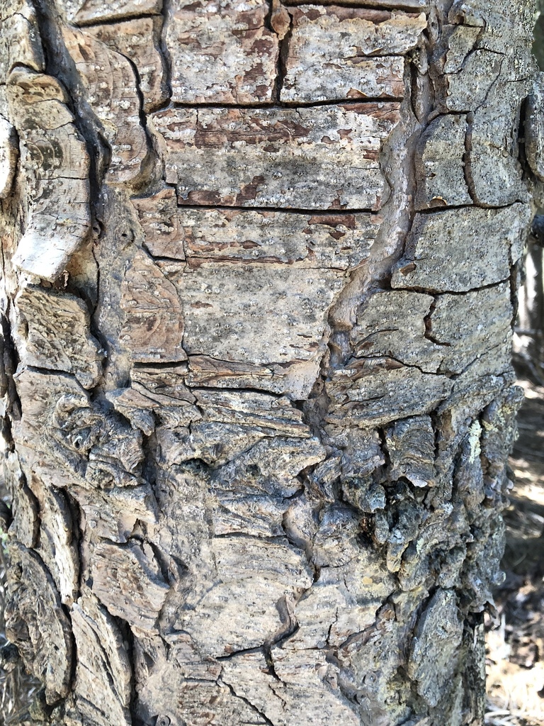 Pacific silver fir (Handbook for the Native Trees of Oregon) · iNaturalist