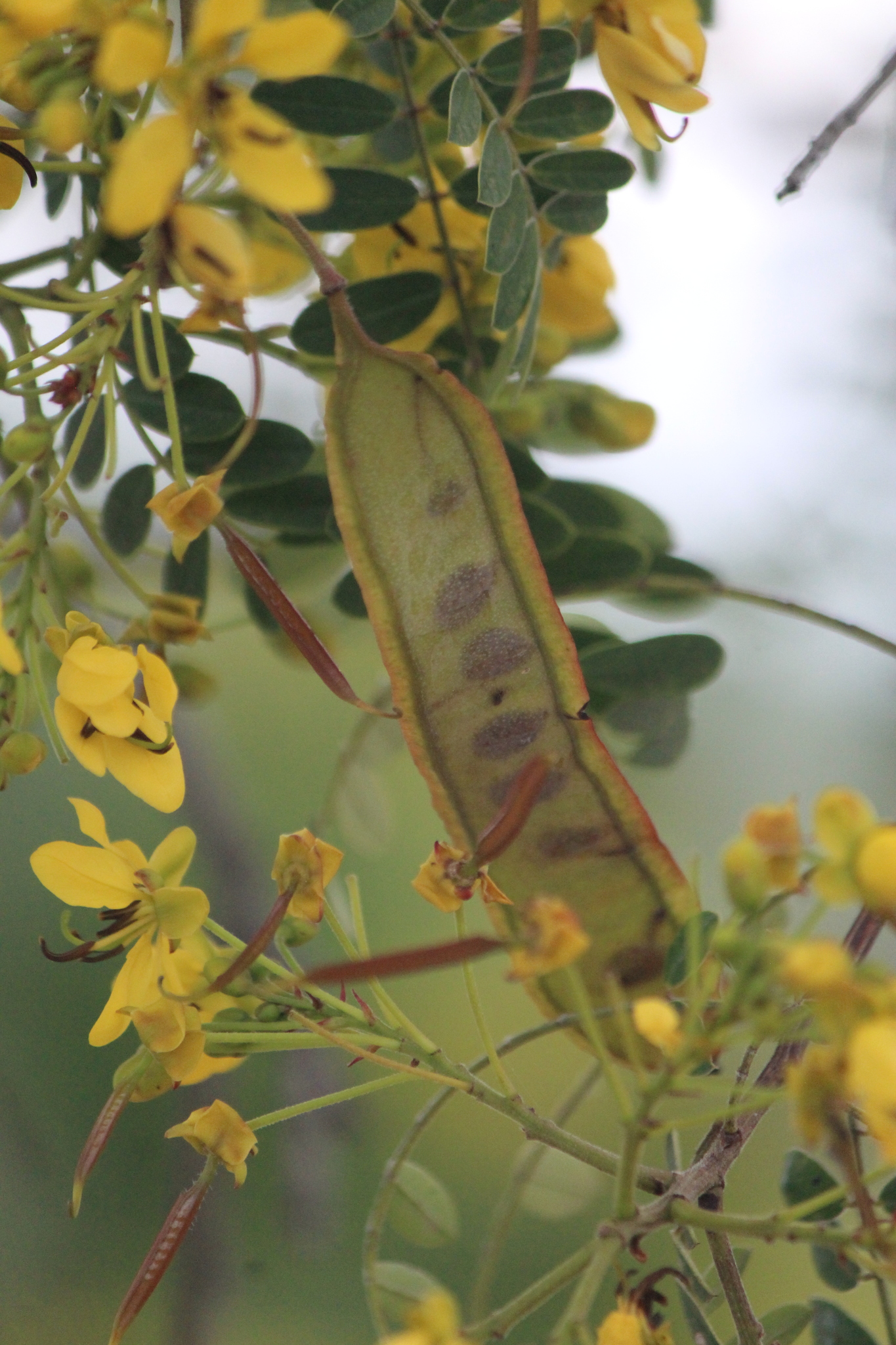 Senna polyantha (Collad.) H.S.Irwin & Barneby