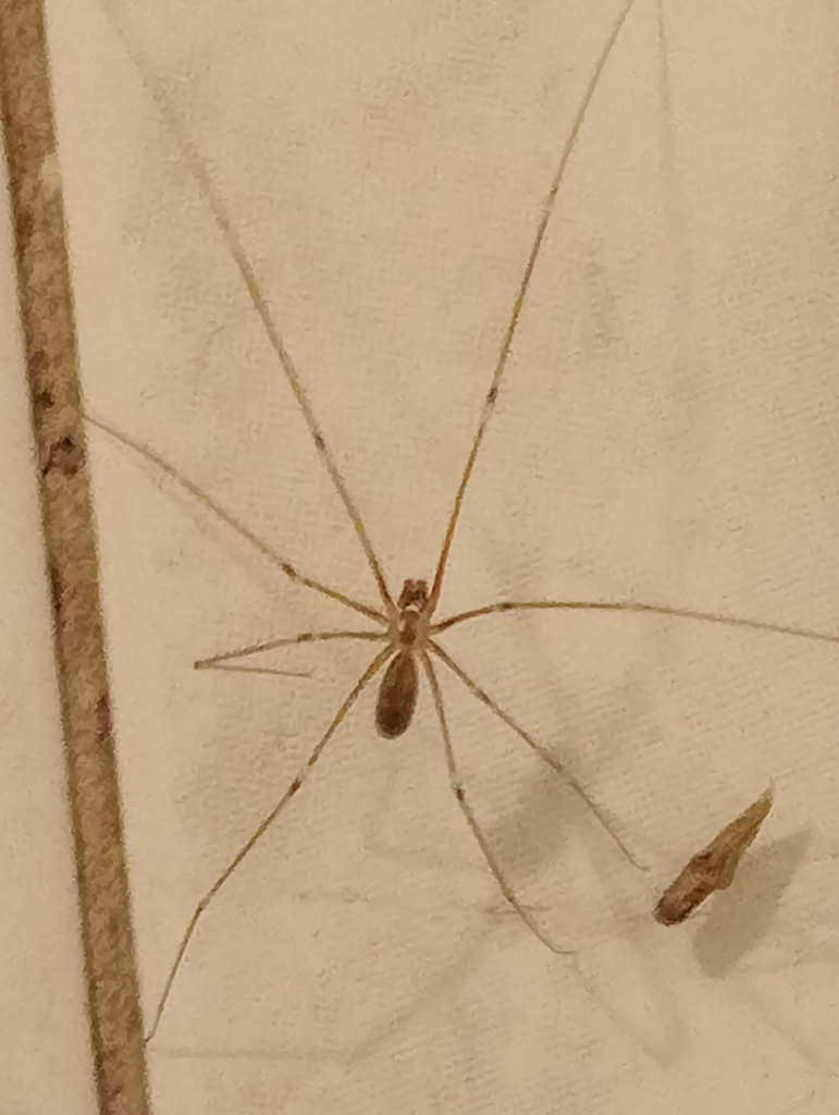 Long-bodied Cellar Spider from Acomb, York, UK on November 2, 2024 at ...