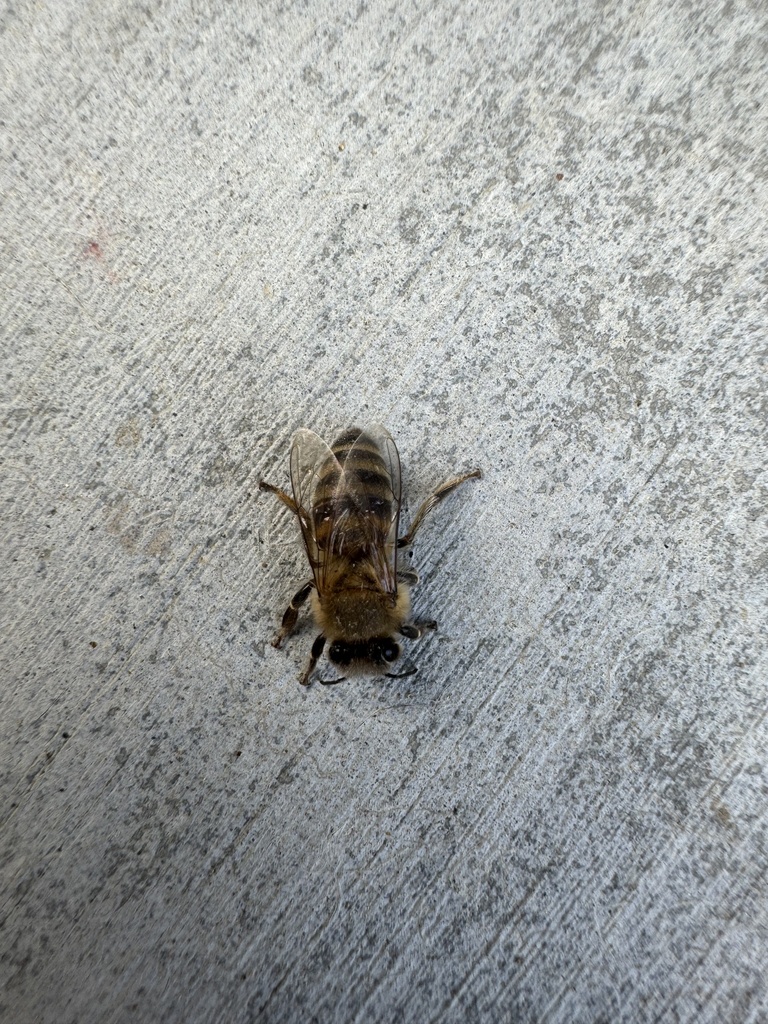 Western Honey Bee in November 2024 by Hannah Comstock · iNaturalist