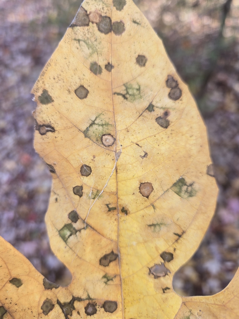 Contarinia from Erie, PA 16507, USA on November 2, 2024 at 03:53 PM by ...