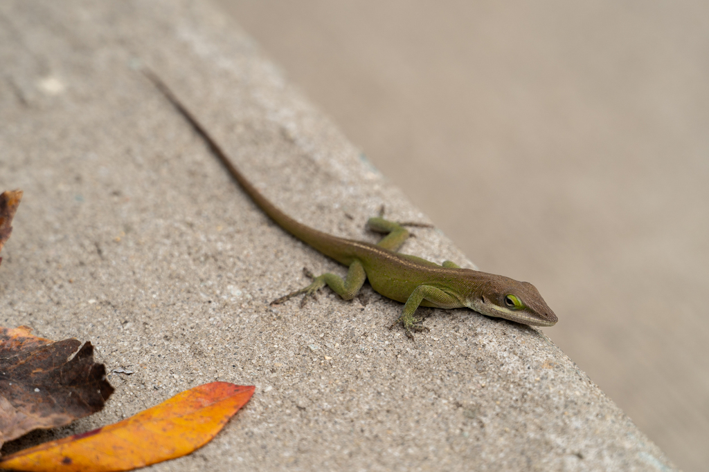 Green Anole from Chapel Hill, NC, USA on November 2, 2024 at 12:58 PM ...